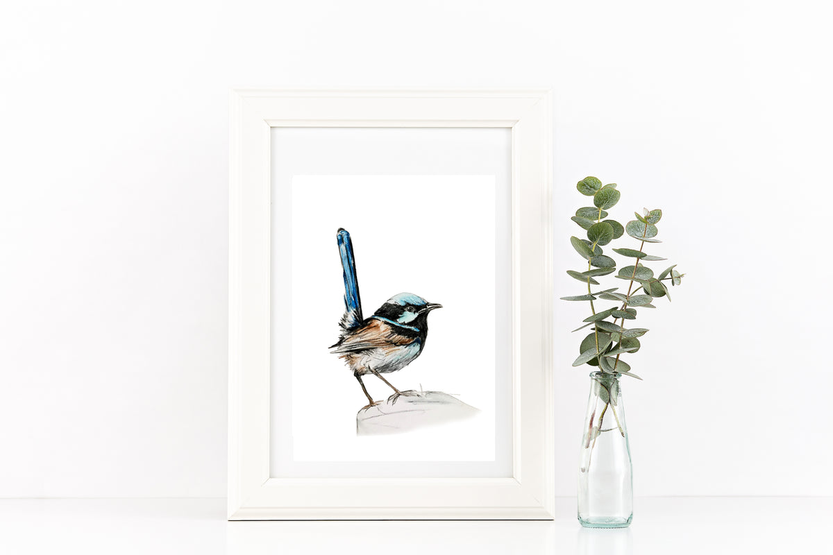 Australian Blue Wren watercolour art print. – ArtByPost